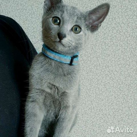 Котята русская голубая