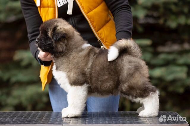 Щенки Американской Акиты