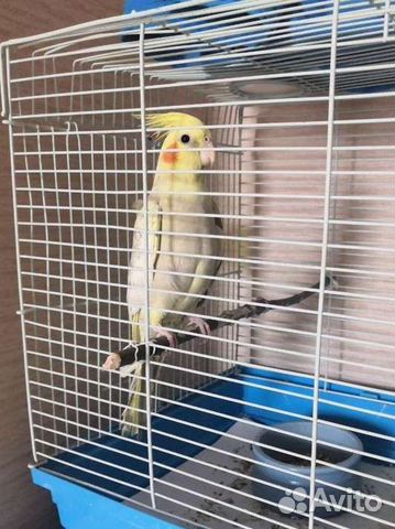 Попугай корелла мальчик, с клеткой