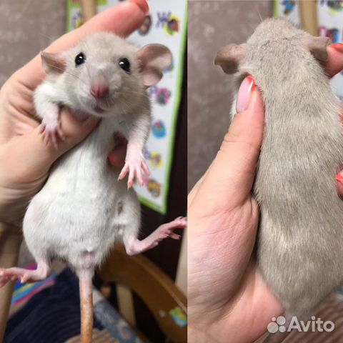 Крысята дамбо девочки. Разные