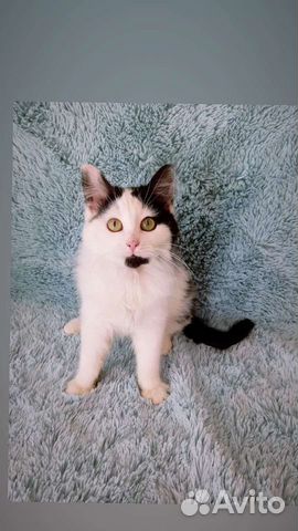 Котёнок в добрые руки (мальчик, 3 месяца)