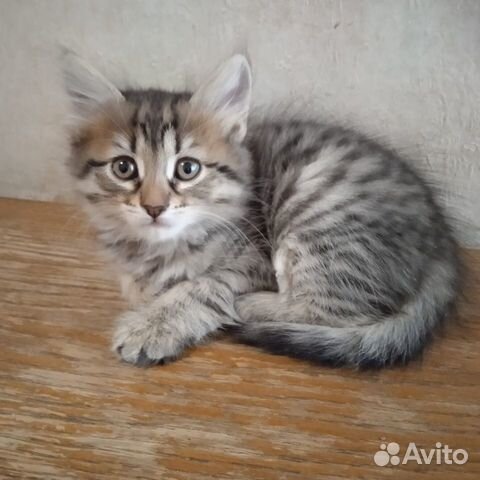 Пушистый котенок в дар