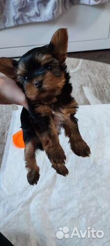 Йоркширский терьер мини