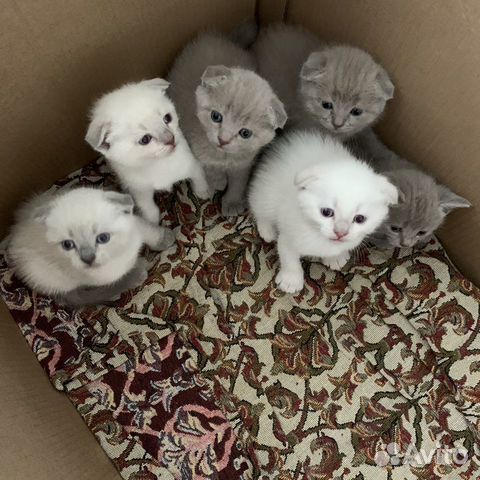 Шотландские котята