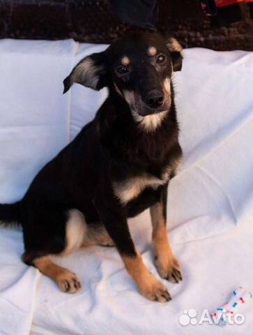 Игривая и забавная малышка Шанель