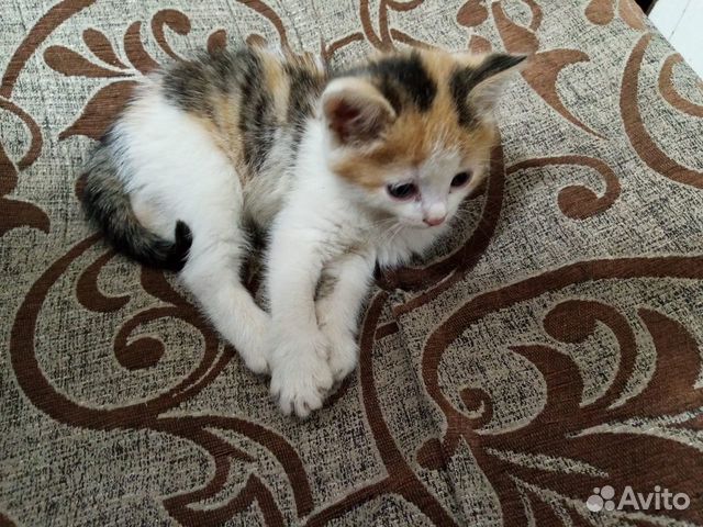 Трехцветная кошечка на счастье