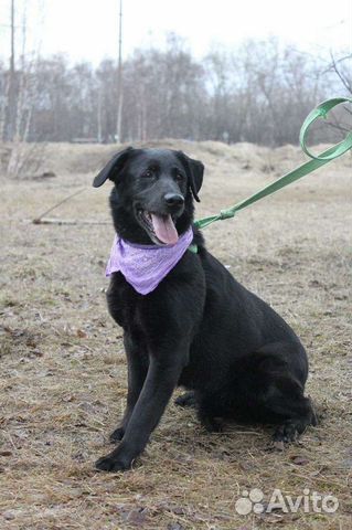 Собачке Киви плохо живётся в приюте