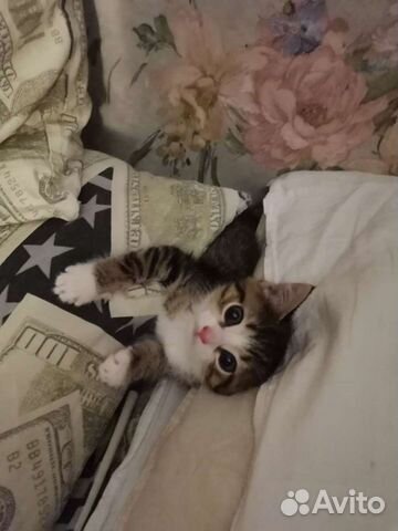 Отдам котенка в добрые руки