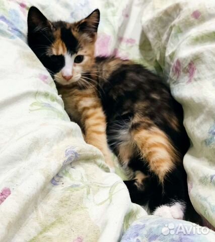 Котёнок 3 месяца, отдам в хорошие руки