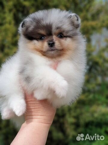 Померанский шпиц мини щенок