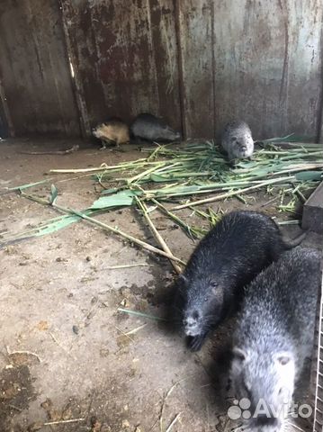 Мясо нутрии