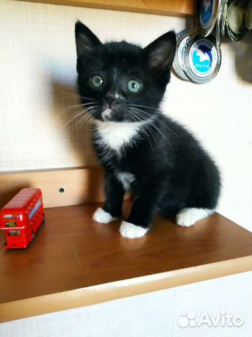 Котёнок девочка