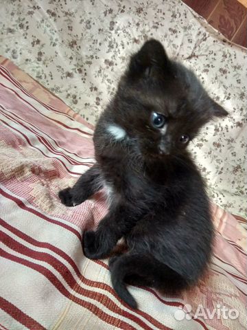 Комочек счастья в подарок