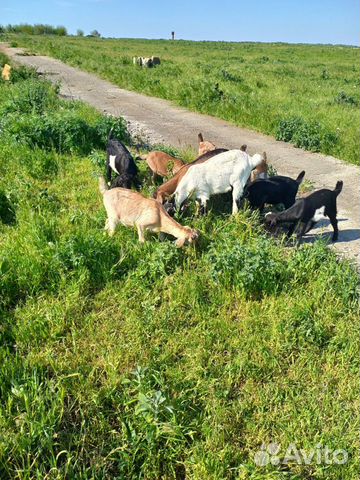 Нубийские козлята