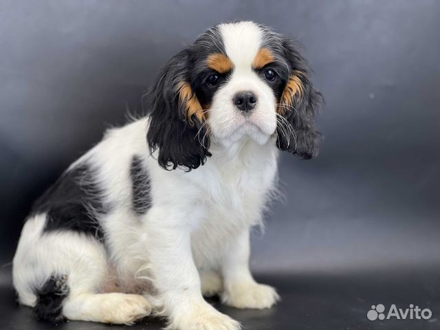 Кобель Кавалер от питомника Сваровски Гранд