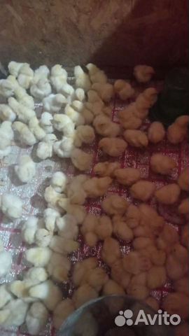 Цыплята суточные и недельные