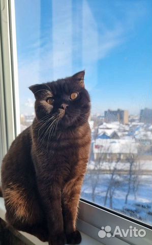 Британский кот