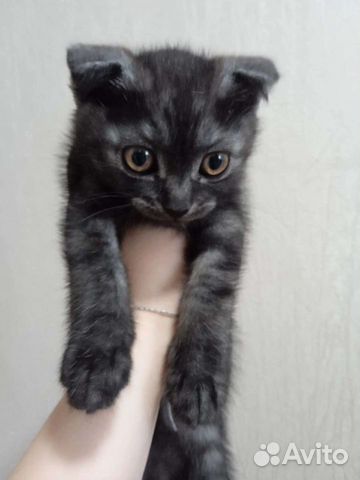 Шотландская вислоухая кошка, чистокровная