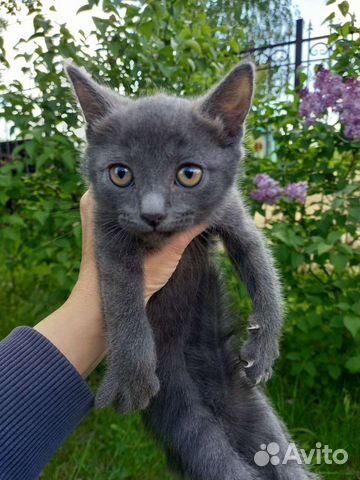 Отдам котенка в добрые руки