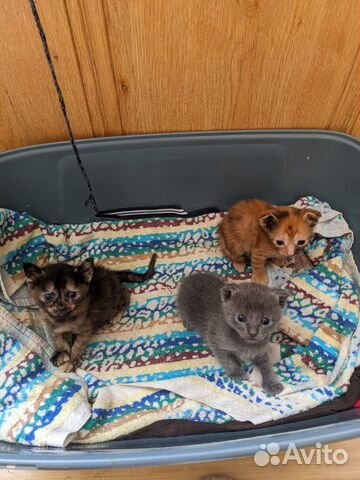 Британские котята