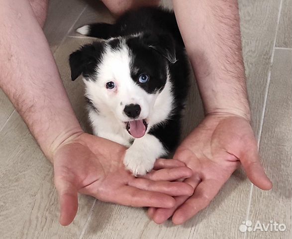 Собачка помесь корги и бордерколли. 2,5 месяца