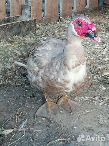 Семья индоуток, селезень и 3 индоутки