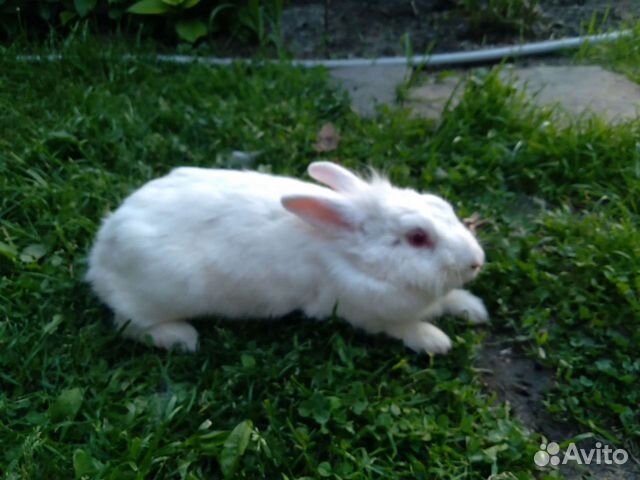 Декоративный кролик (самка)
