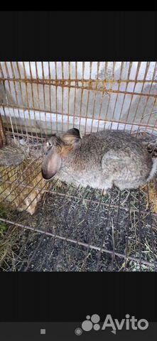 Кролики великаны