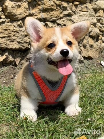 Вельш-корги пемброк