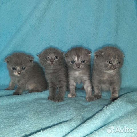Шотландские вислоухие