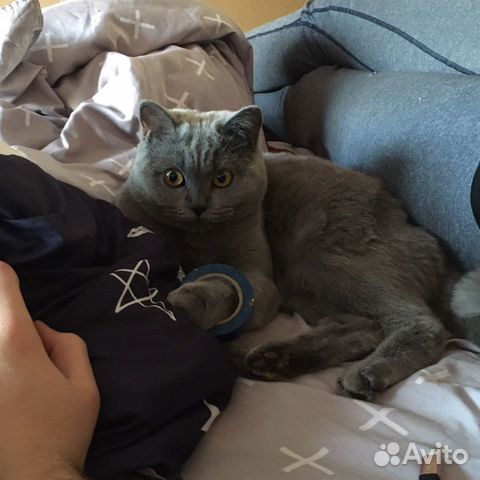 Кошка