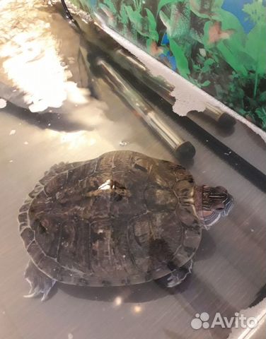 Красноухая черепаха с аквариумом