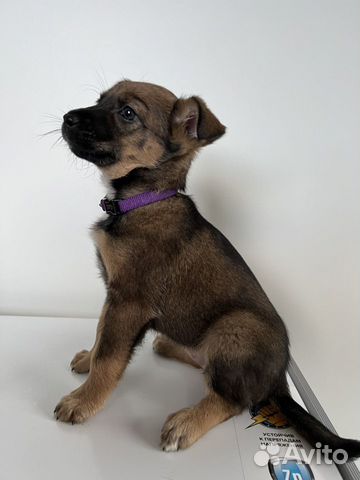 Щенок бельгийской овчарки метис