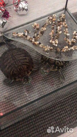 Красноухая черепаха с аквариумом