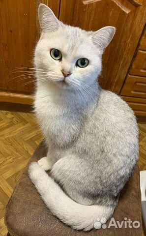 Шотландская кошка