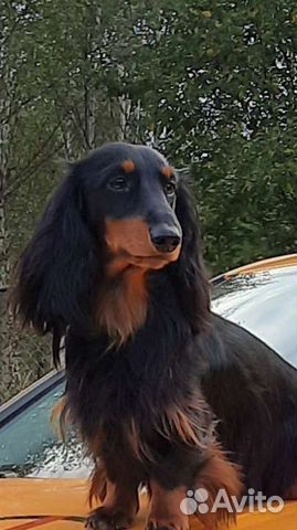 Длинношерстная миниатюрная такса