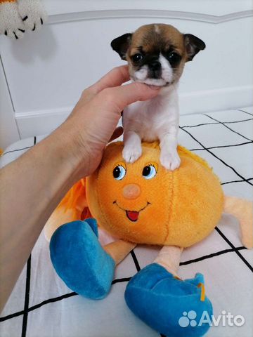 Маленькое чудо