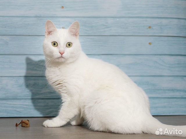 Ищет дом замечательная Кошка Скай