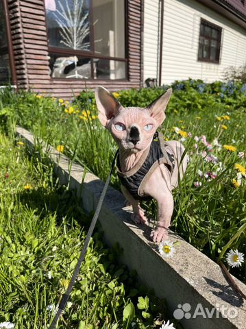 Кошка бамбино