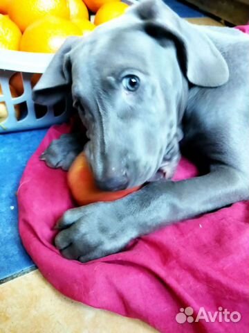 Щенок Немецкого Веймарайнера