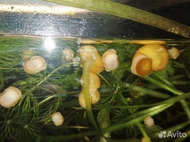 Улитки ампулярии