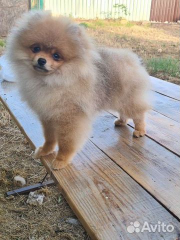 Померанский шпиц