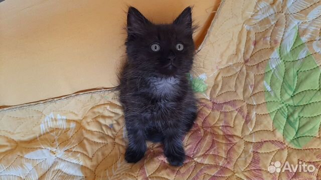 Котенок Тиша