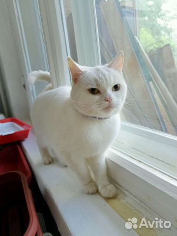 Кошка в добрые руки