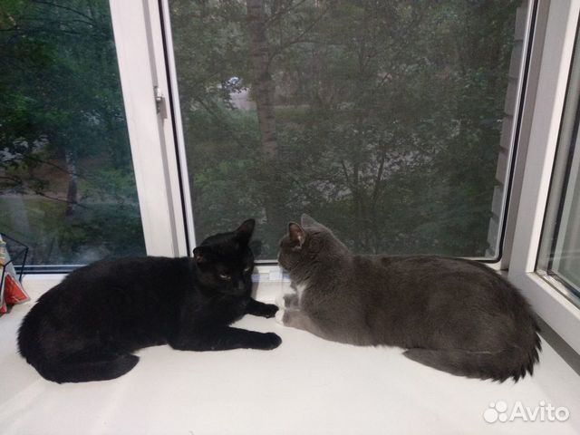 Пара котов-неразлучников пристраиваются вдвоём