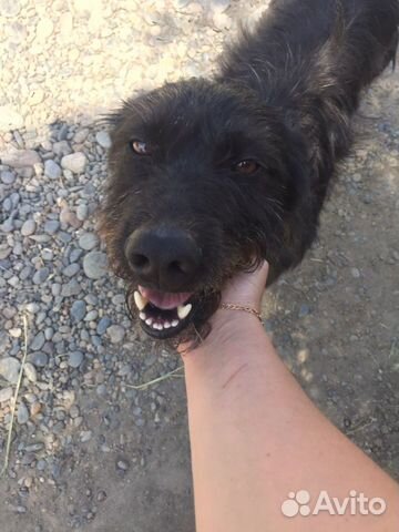 Пёс у которого умер хозяин