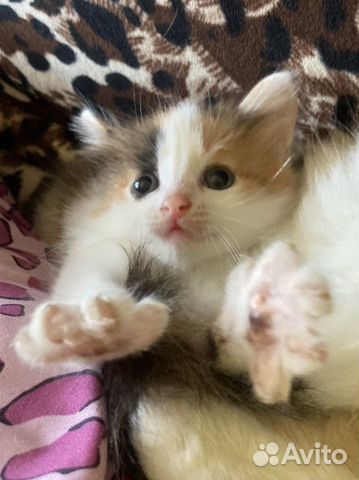 Котенок девочка бесплатно