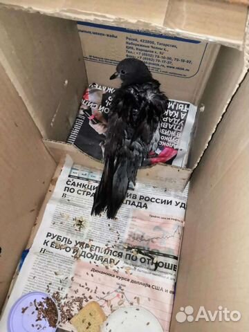 Отдаю голубя в добрые руки