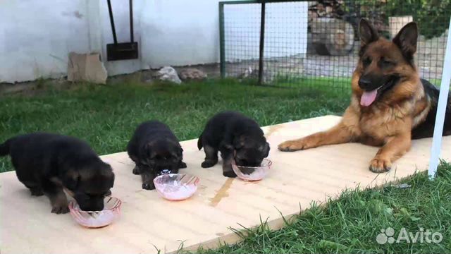 Овчарки чистокровные немцы -щенки рабочие
