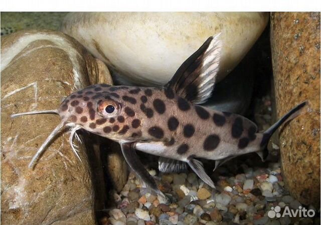 Сомик аквариумный